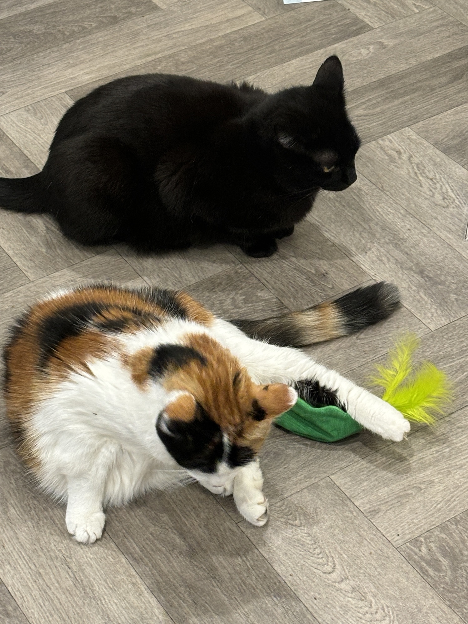 They’re cats! – Deb Hawken – Amorah