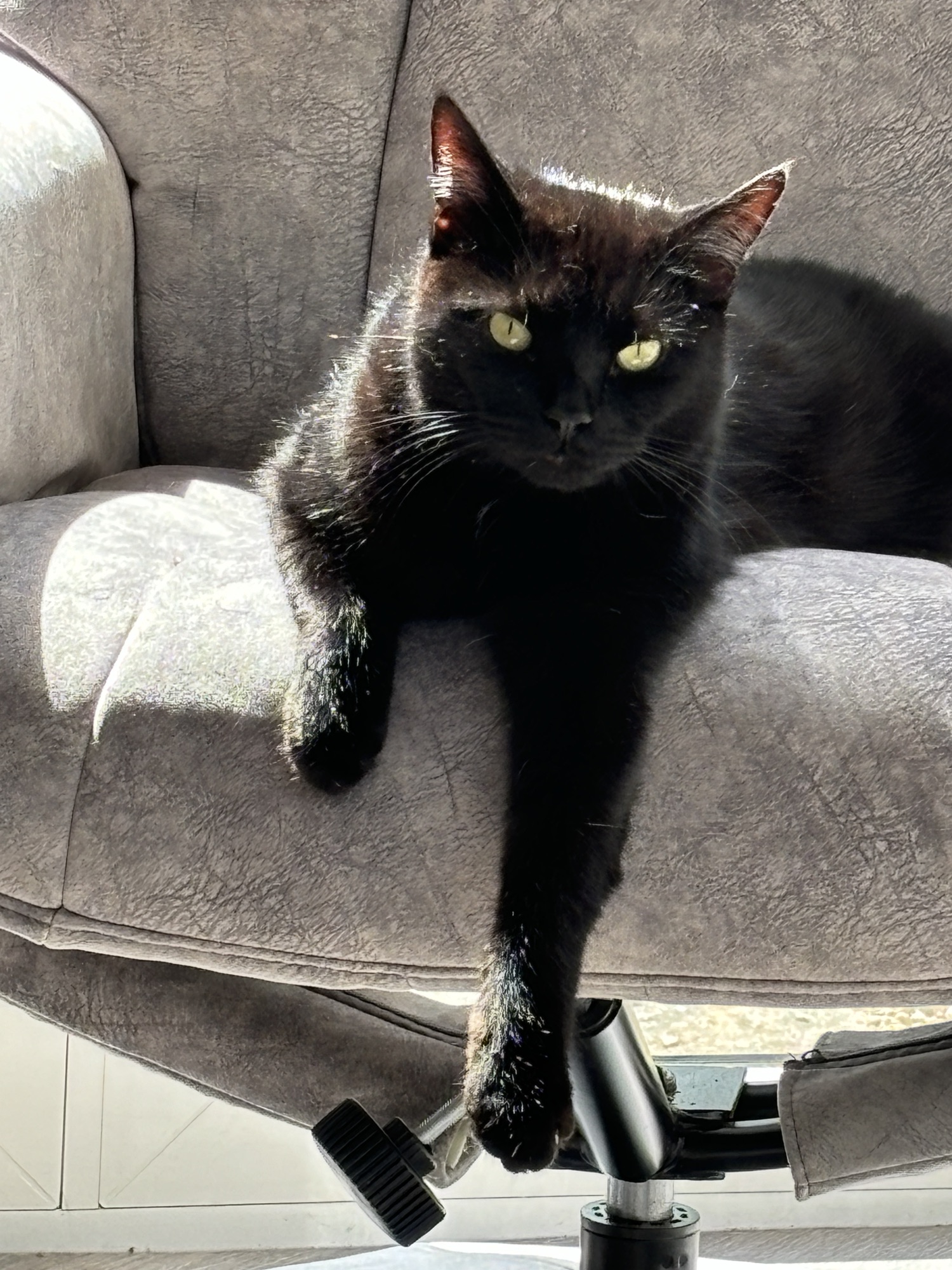 Cuddling Cats – Deb Hawken – Amorah